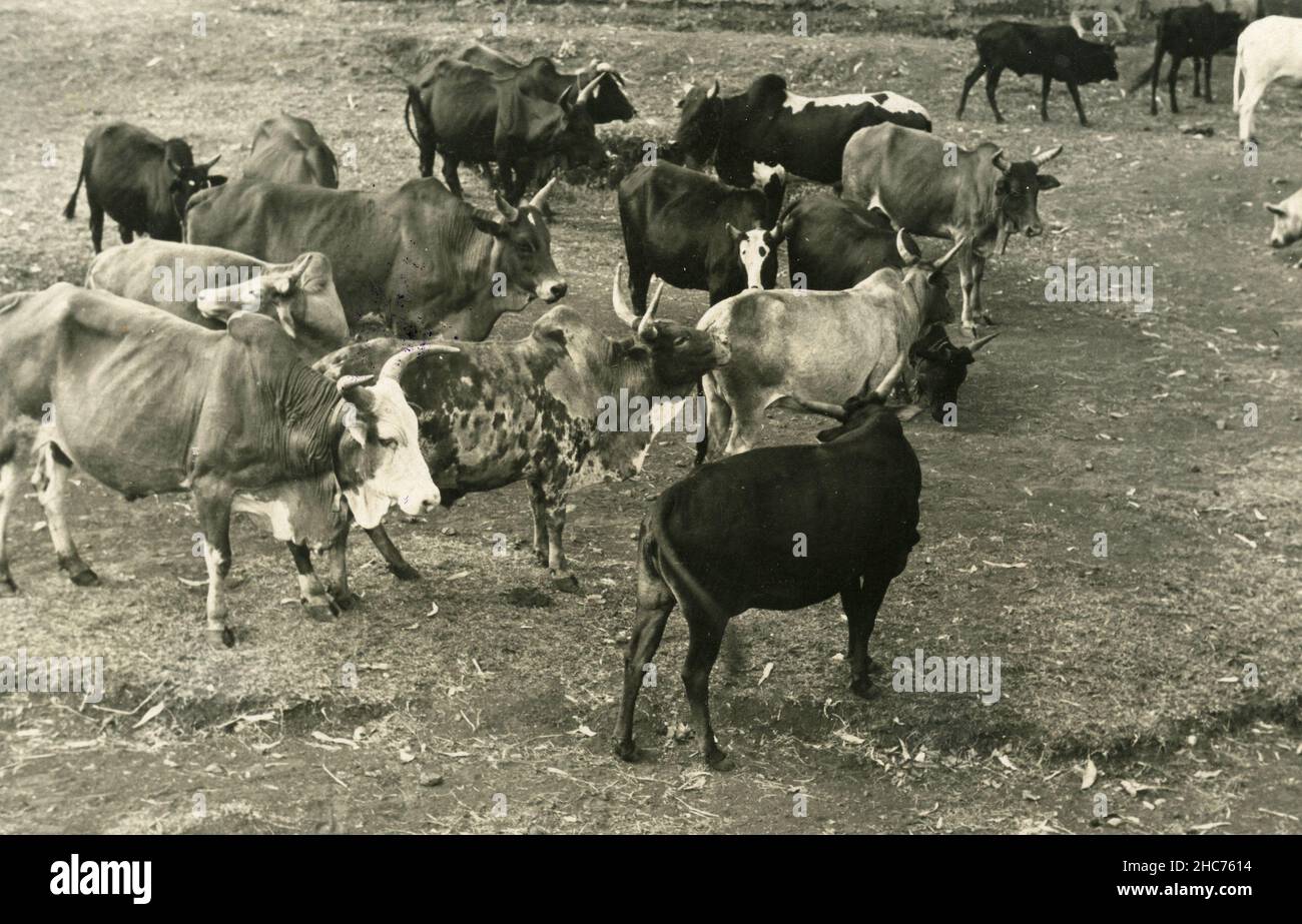 Zebu Milk Cows, Dessie, Ethiopia 1937 Stock Photo - Alamy