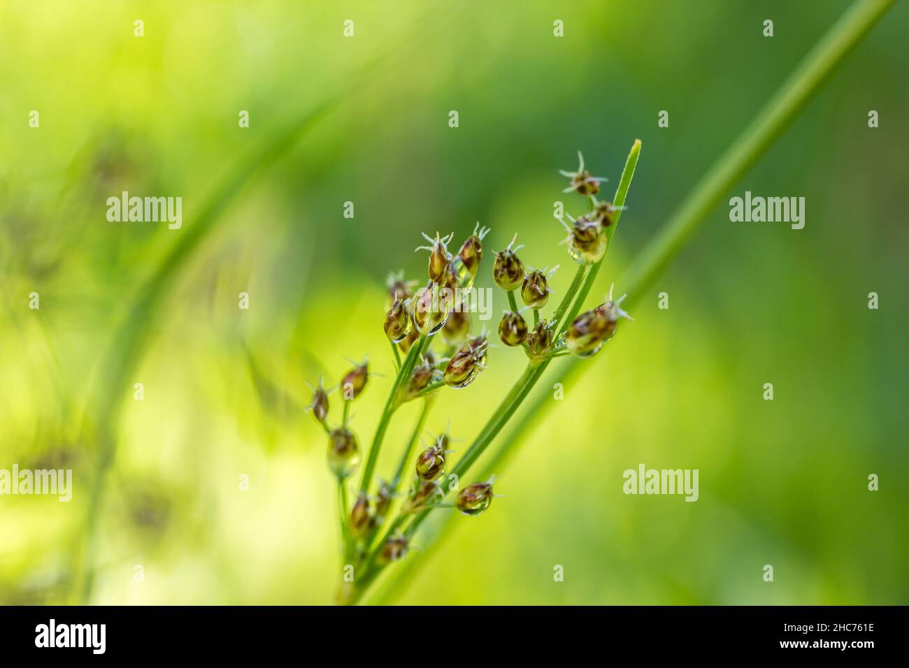 Juncus acutiflorus hi-res stock photography and images - Alamy