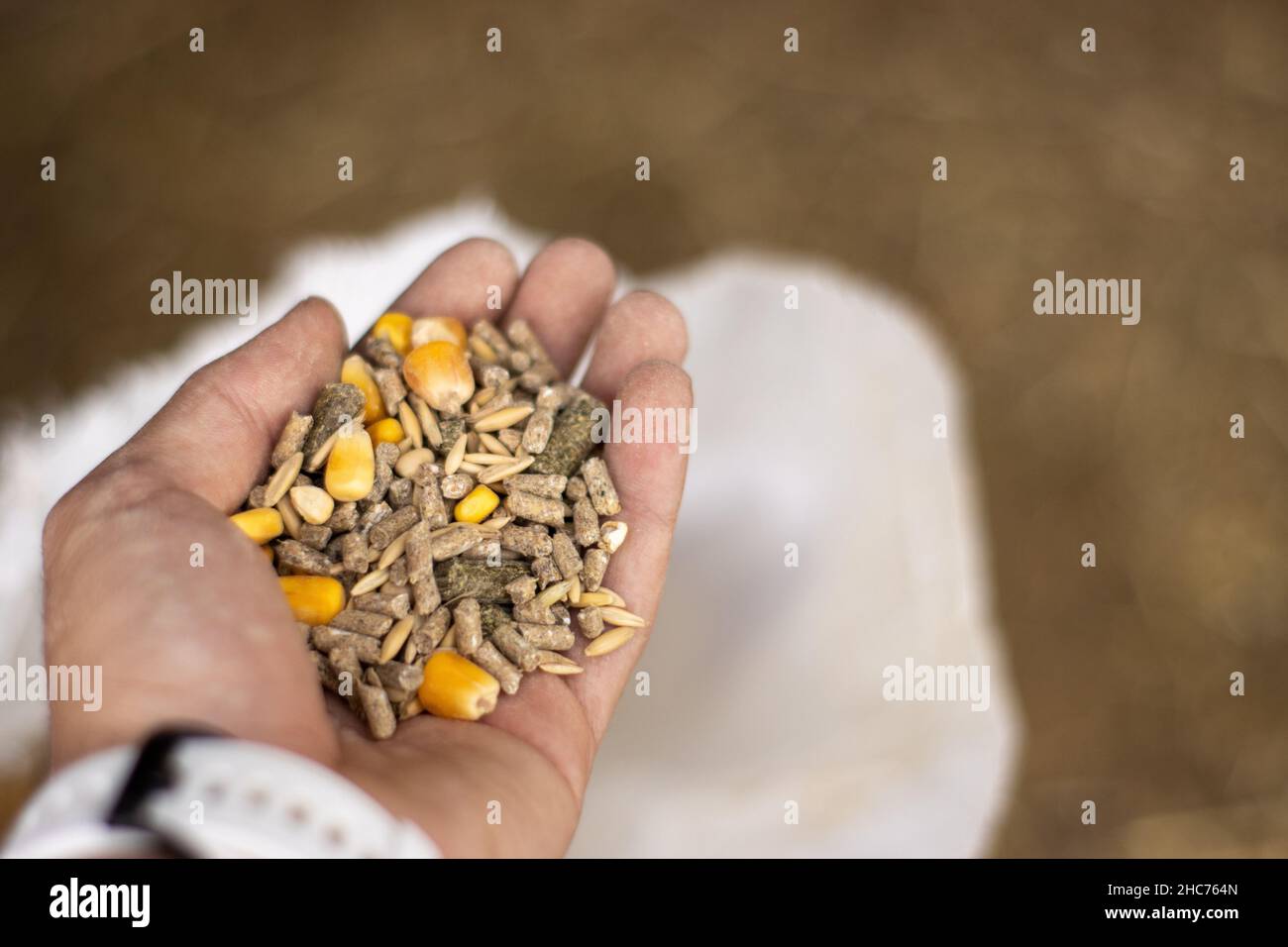 Close up of farmer's hand holding compound cattle feed in palms Stock ...