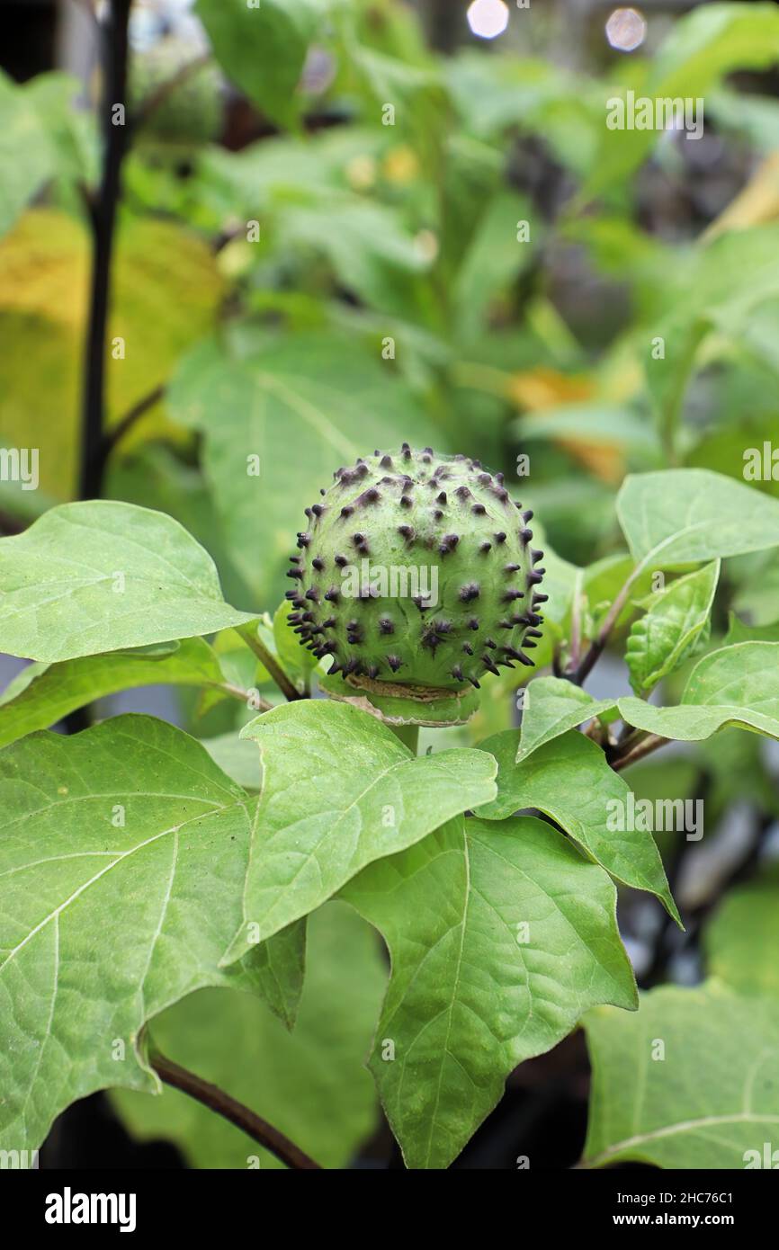 Datura plant hi-res stock photography and images - Alamy