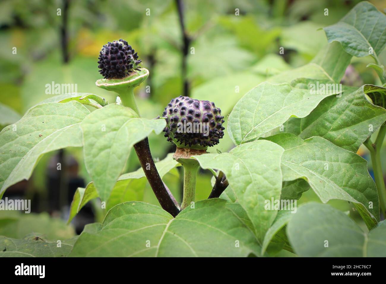 Closeup of the seed pod on a datura plant Stock Photo - Alamy