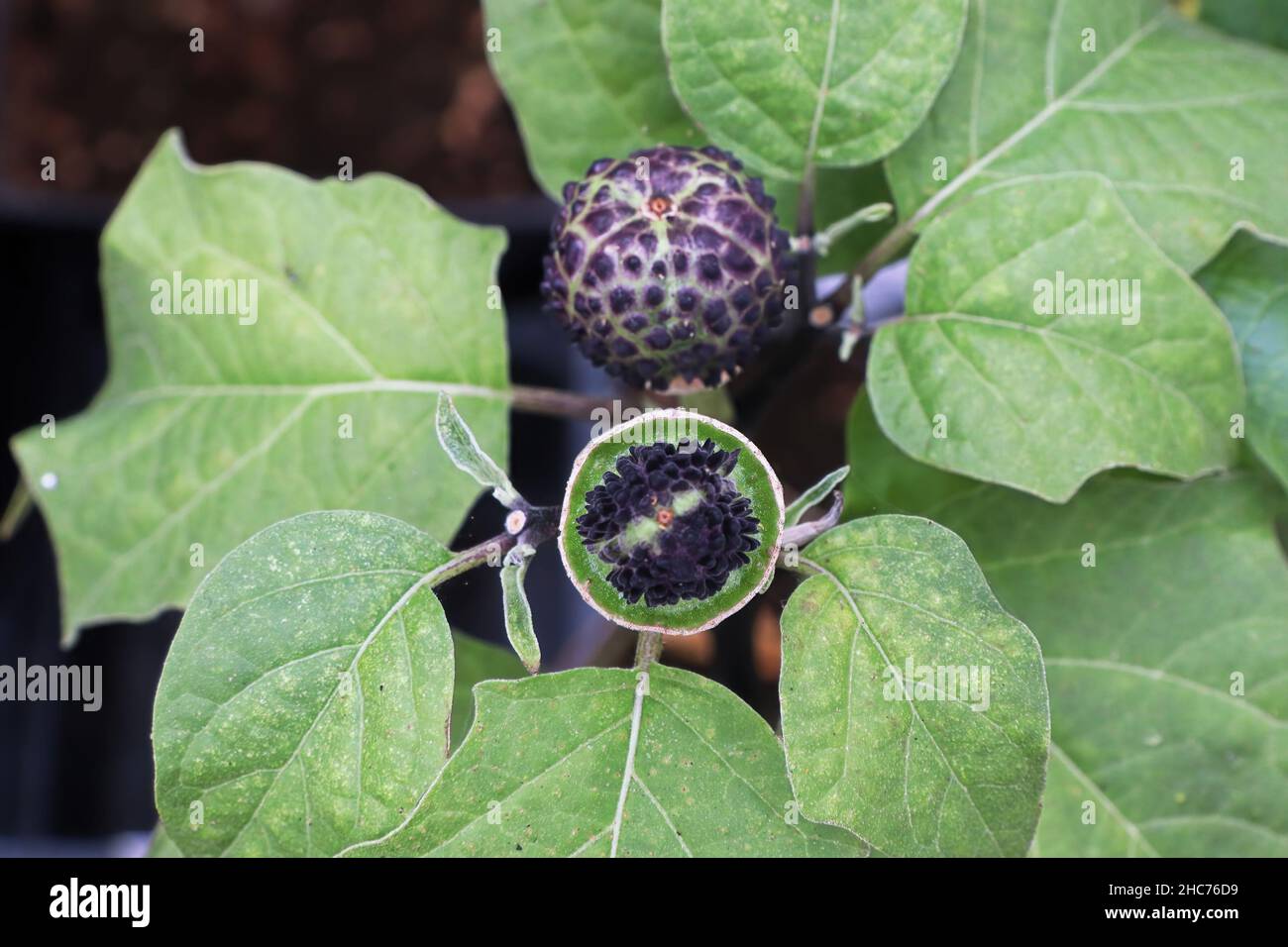 Top view of the seed pod on a datura plant Stock Photo - Alamy
