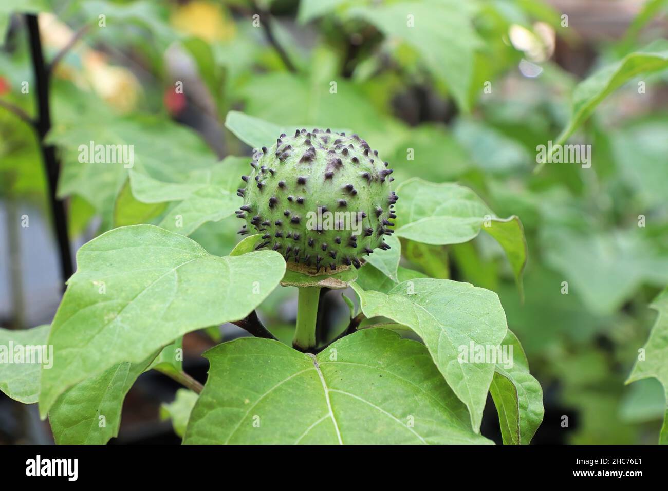 Spiny seed pod hi-res stock photography and images - Alamy