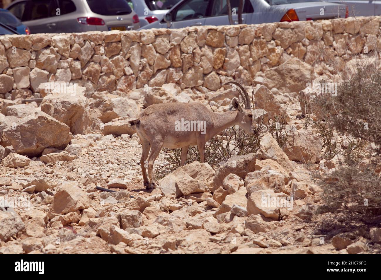 Ibex negev desert hi-res stock photography and images - Alamy