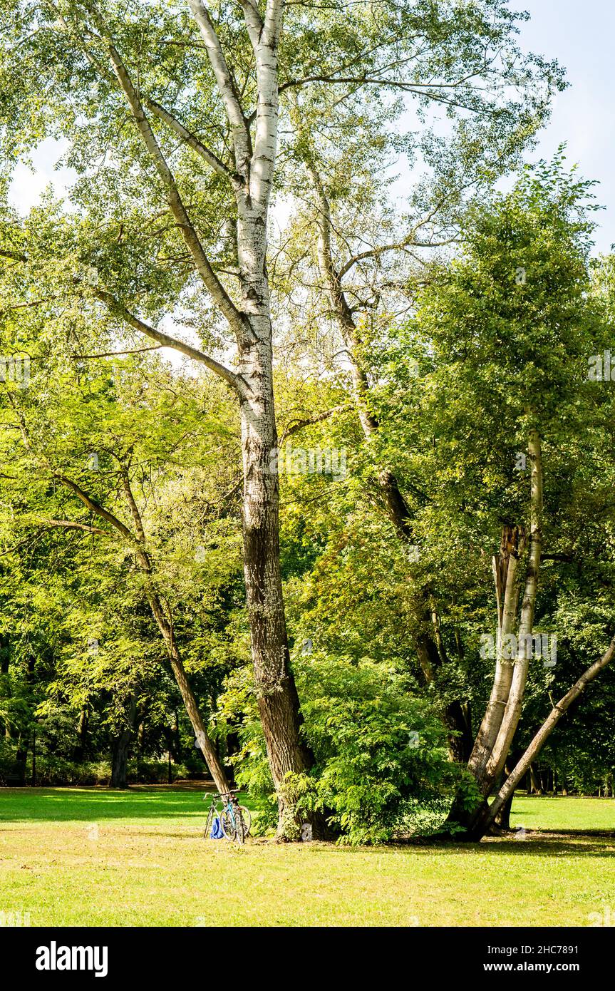 Beautiful large tree hi-res stock photography and images - Alamy