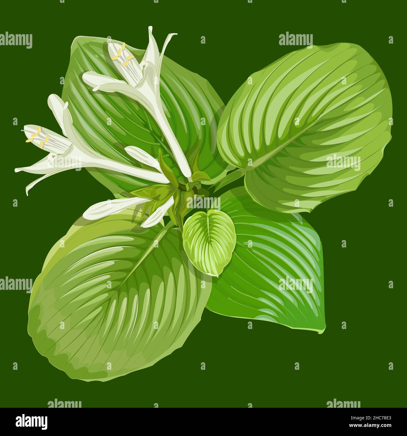 Bud hosta Stock Vector Images - Alamy