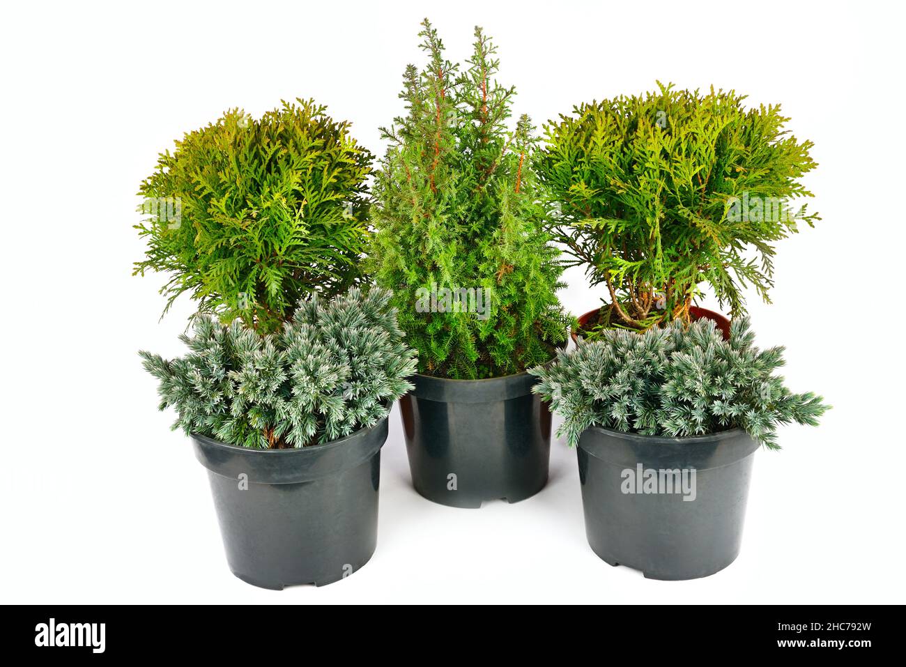 Decorative cypress in flower pots hi-res stock photography and images ...