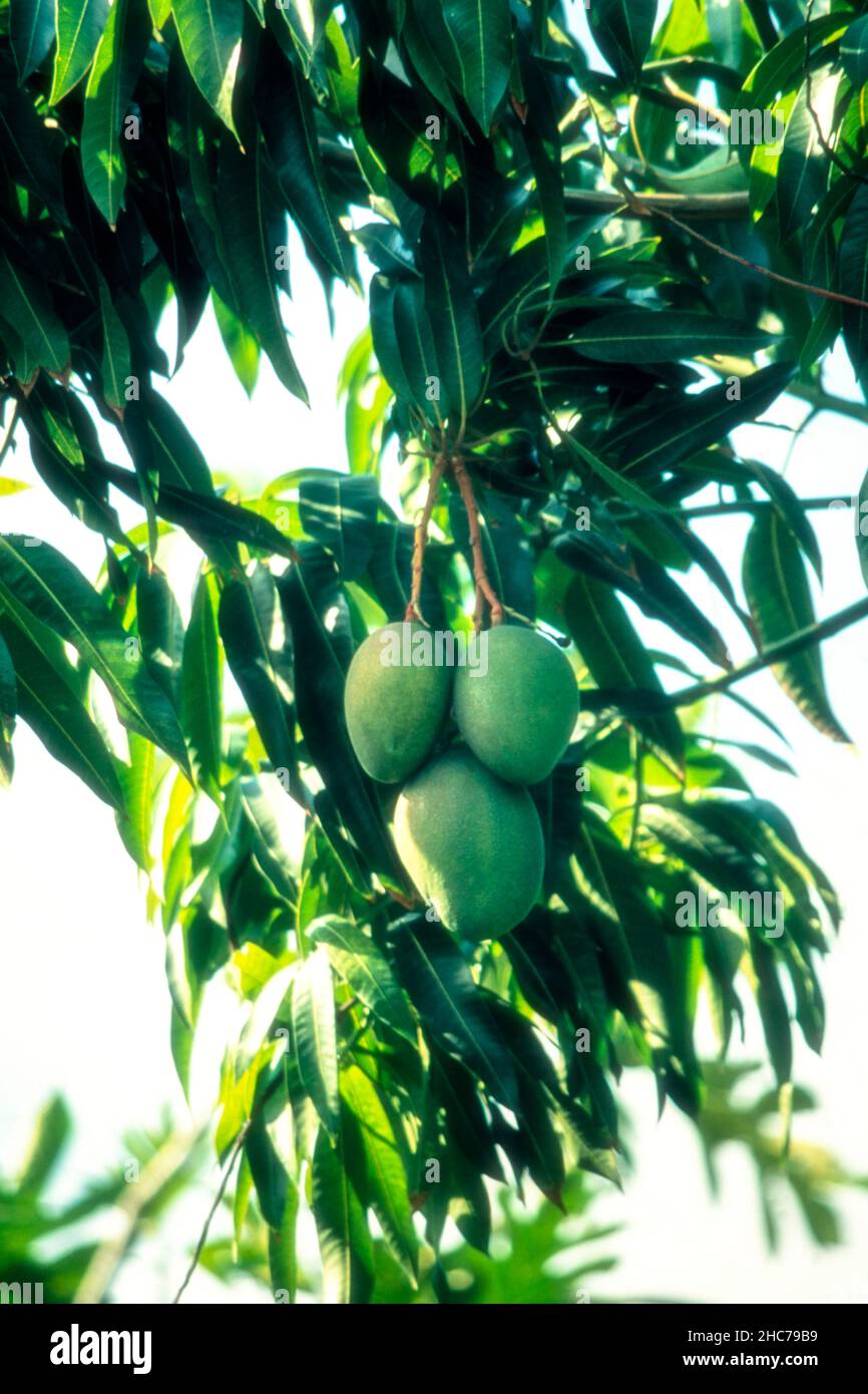 Small group of Mangoes on the tree in Jamaica, West Indies Stock Photo ...