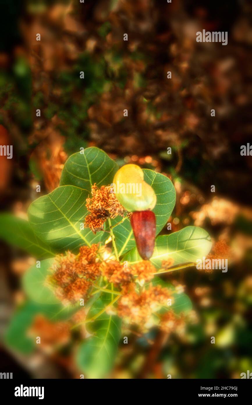 Bolo polana hi-res stock photography and images - Alamy