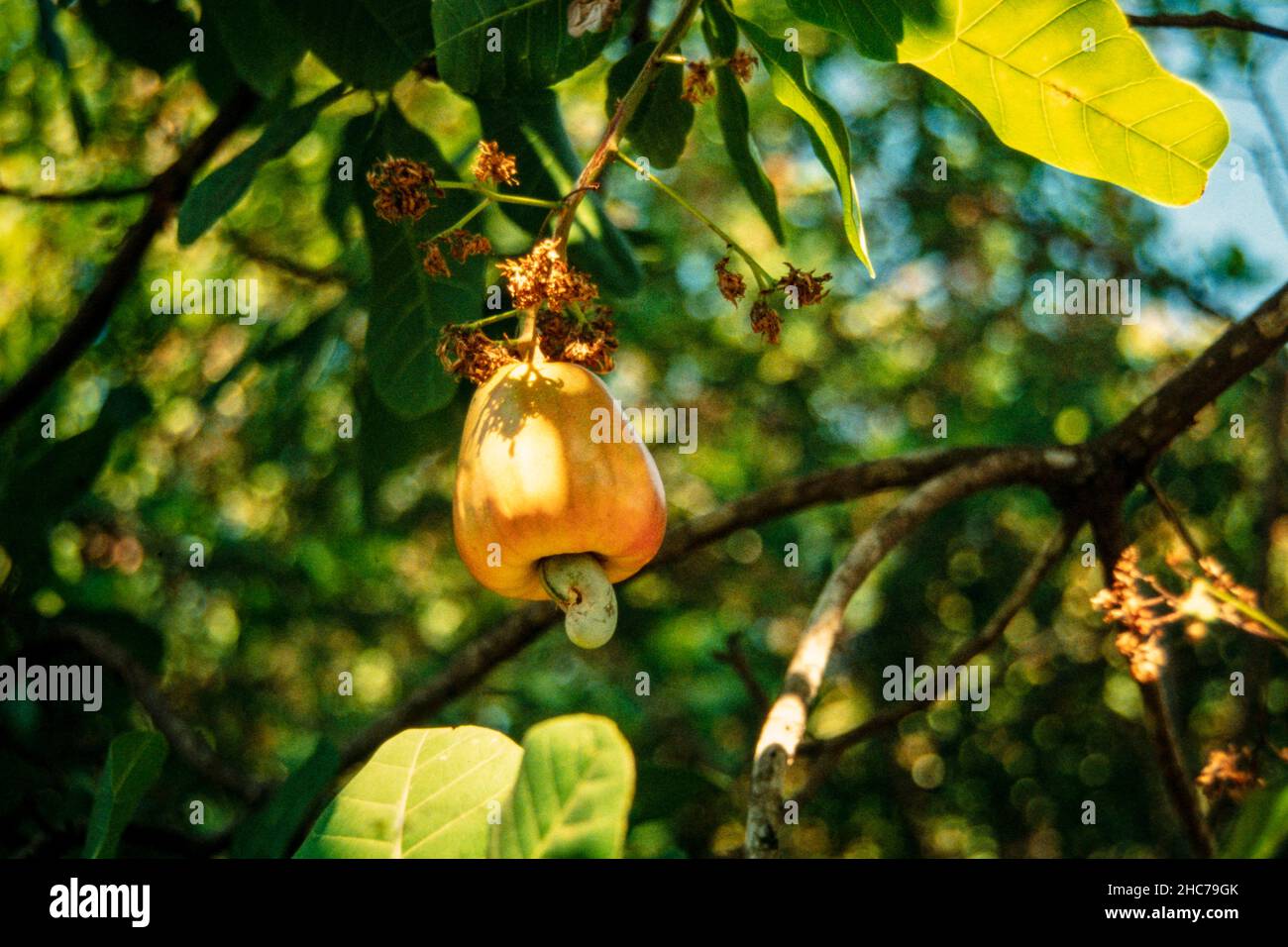 Bolo polana hi-res stock photography and images - Alamy