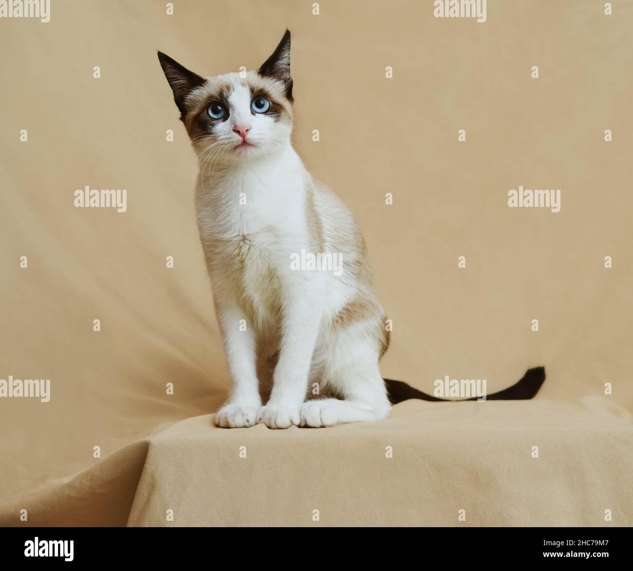 Cute cat with white fur and black eyes, ears and tail in a studio on ...