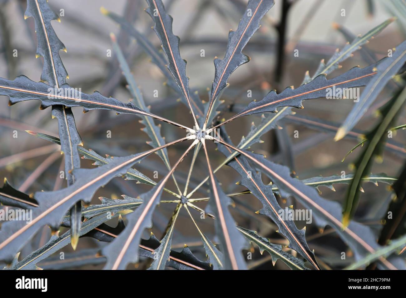 Spider aralia dizygotheca hi-res stock photography and images - Alamy