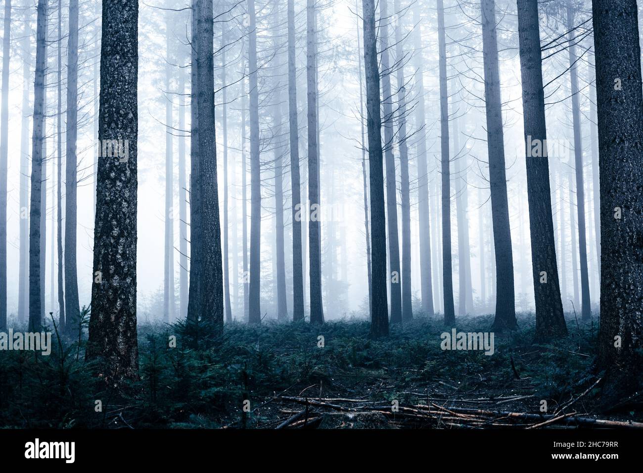 Shot of long tall trees in the forest in foggy weather Stock Photo - Alamy