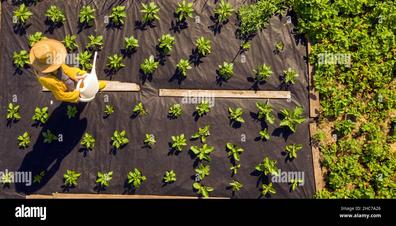 A young girl in a straw hat is standing in her garden, covered in black ...