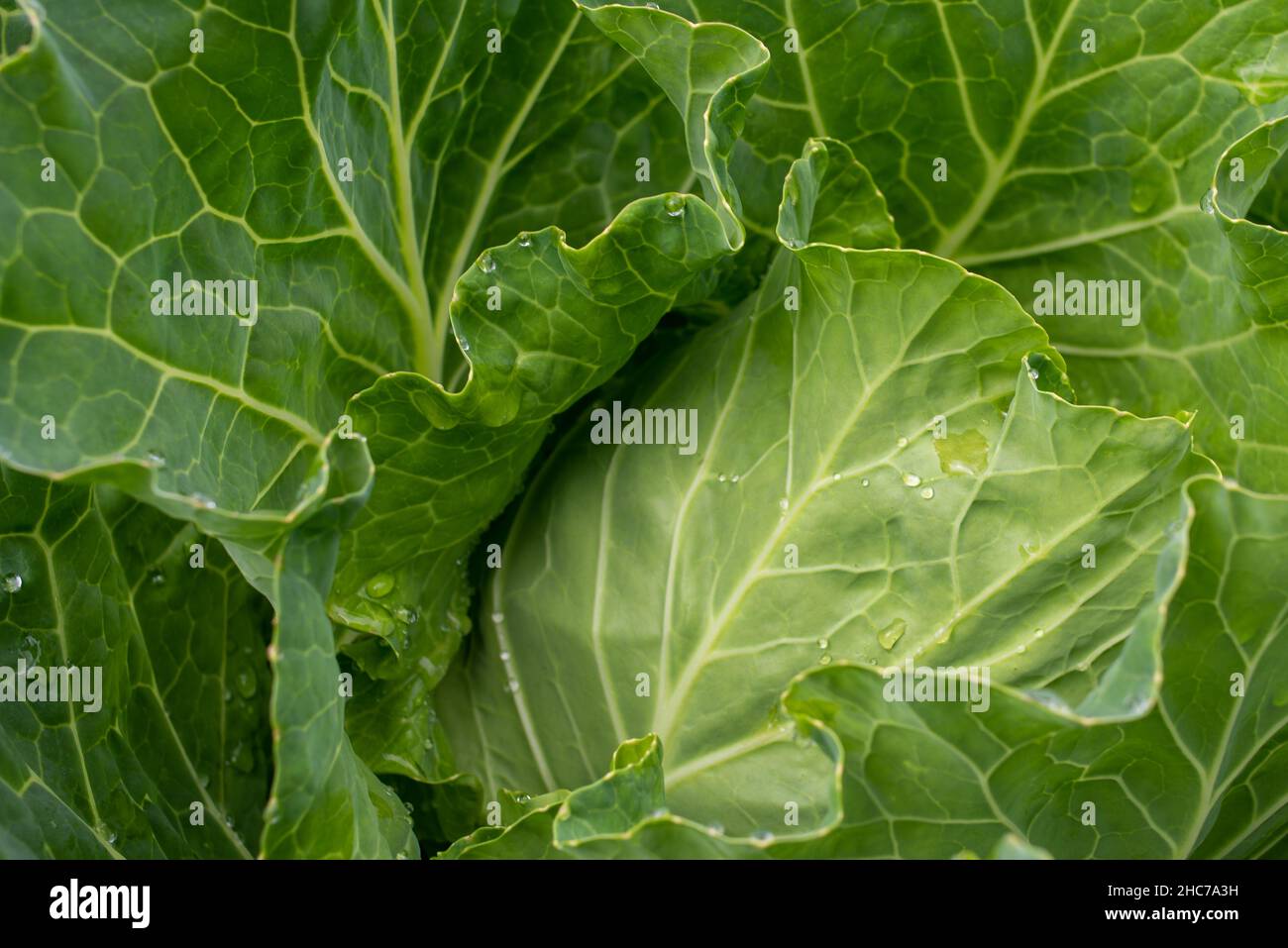 Fresh ground-cabbage close-up. Organic cabbage from the farm. Growing ...