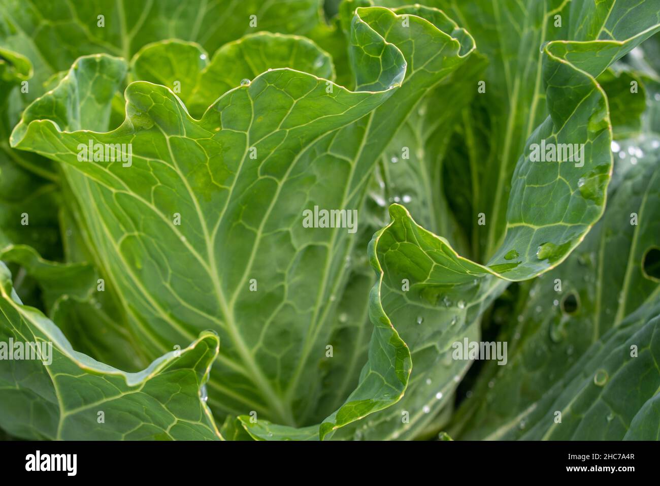 Fresh ground-cabbage close-up. Organic cabbage from the farm. Growing ...