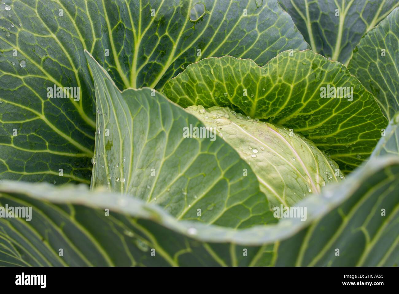 Fresh ground-cabbage close-up. Organic cabbage from the farm. Growing ...