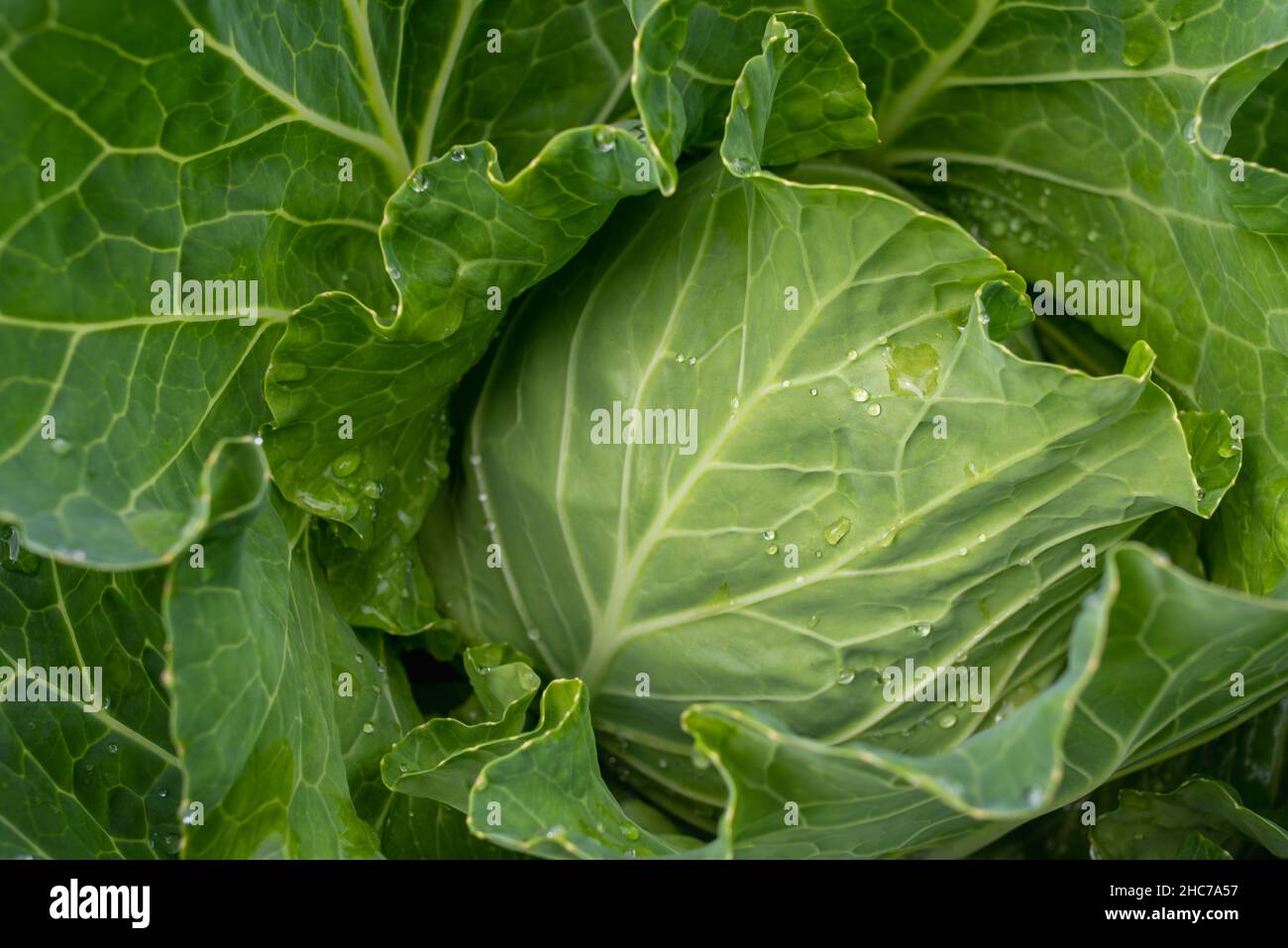 Fresh ground-cabbage close-up. Organic cabbage from the farm. Growing ...