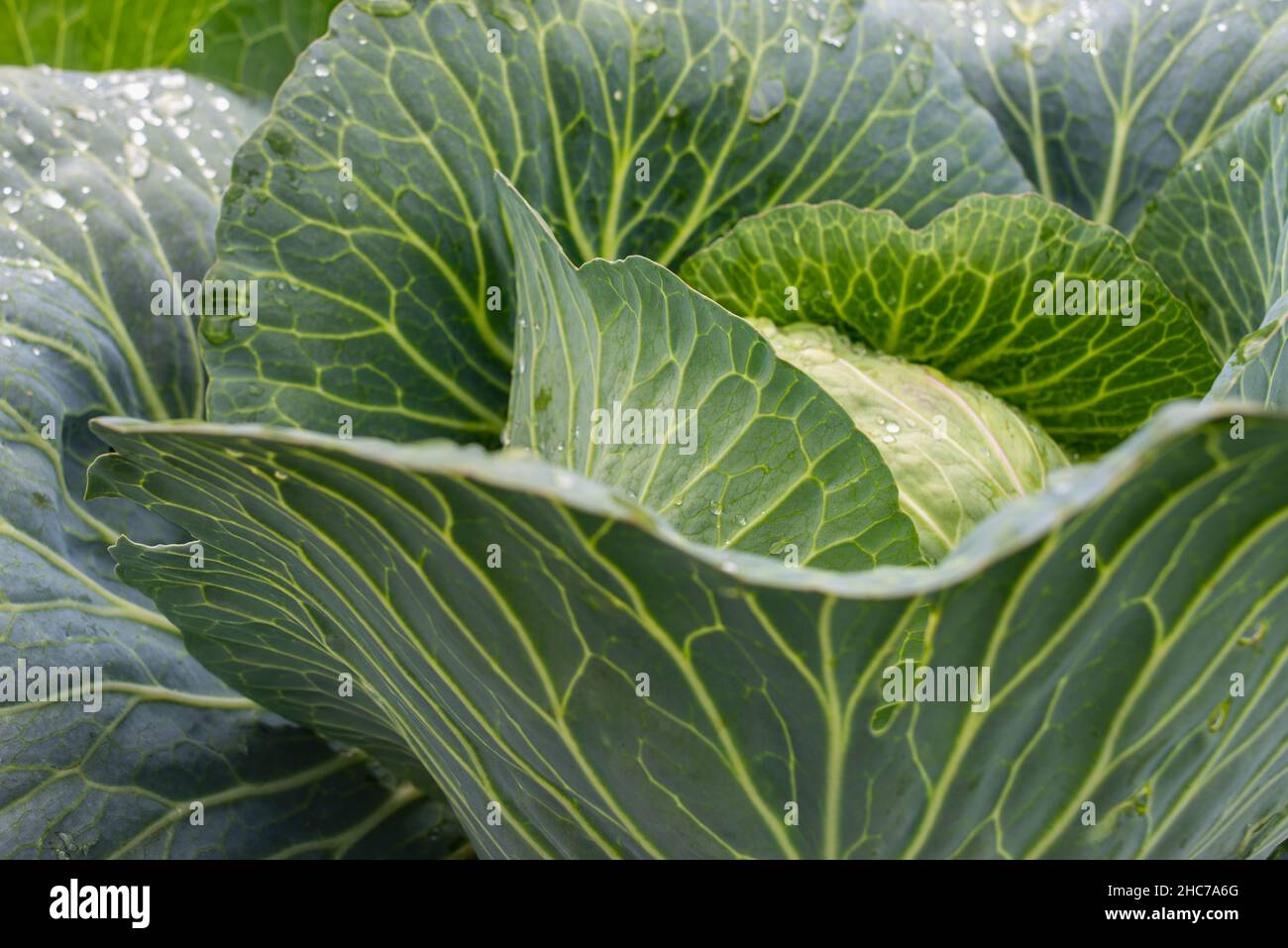 Fresh ground-cabbage close-up. Organic cabbage from the farm. Growing ...