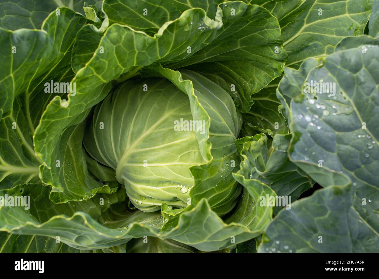 Fresh ground-cabbage close-up. Organic cabbage from the farm. Growing ...