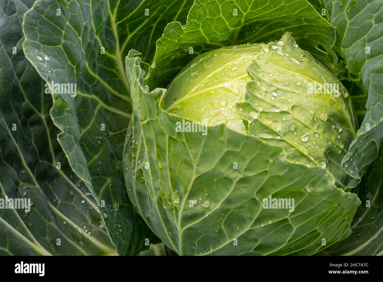 Fresh ground-cabbage close-up. Organic cabbage from the farm. Growing ...