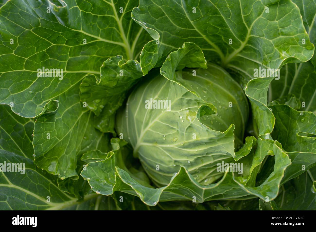Fresh ground-cabbage close-up. Organic cabbage from the farm. Growing ...