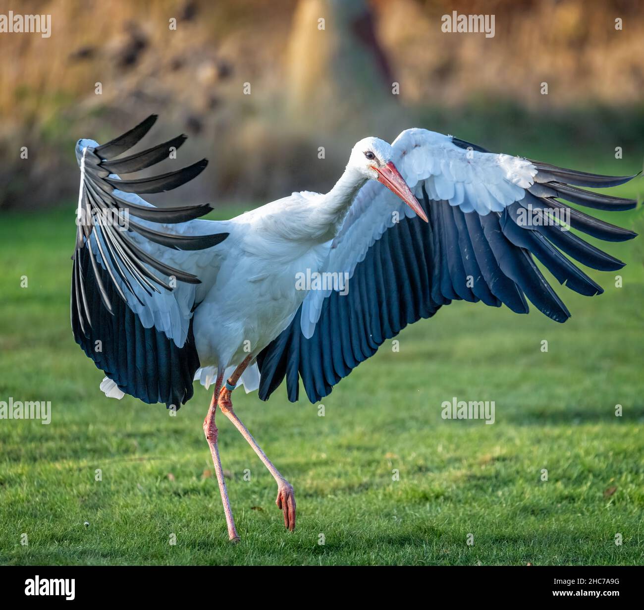 White Stork landing on grassy area with wings spread Stock Photo - Alamy