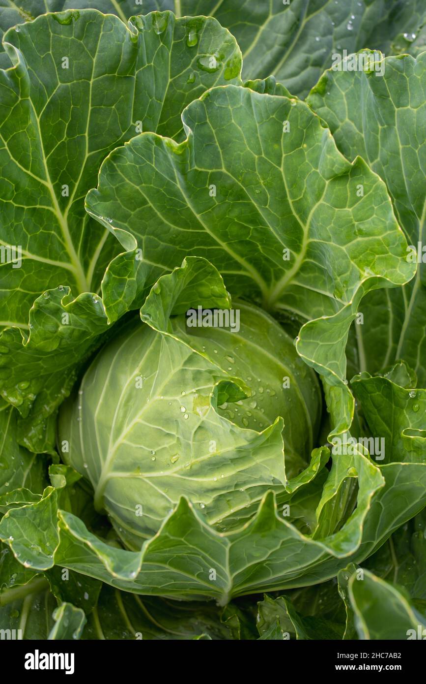 Fresh ground-cabbage close-up. Organic cabbage from the farm. Growing ...