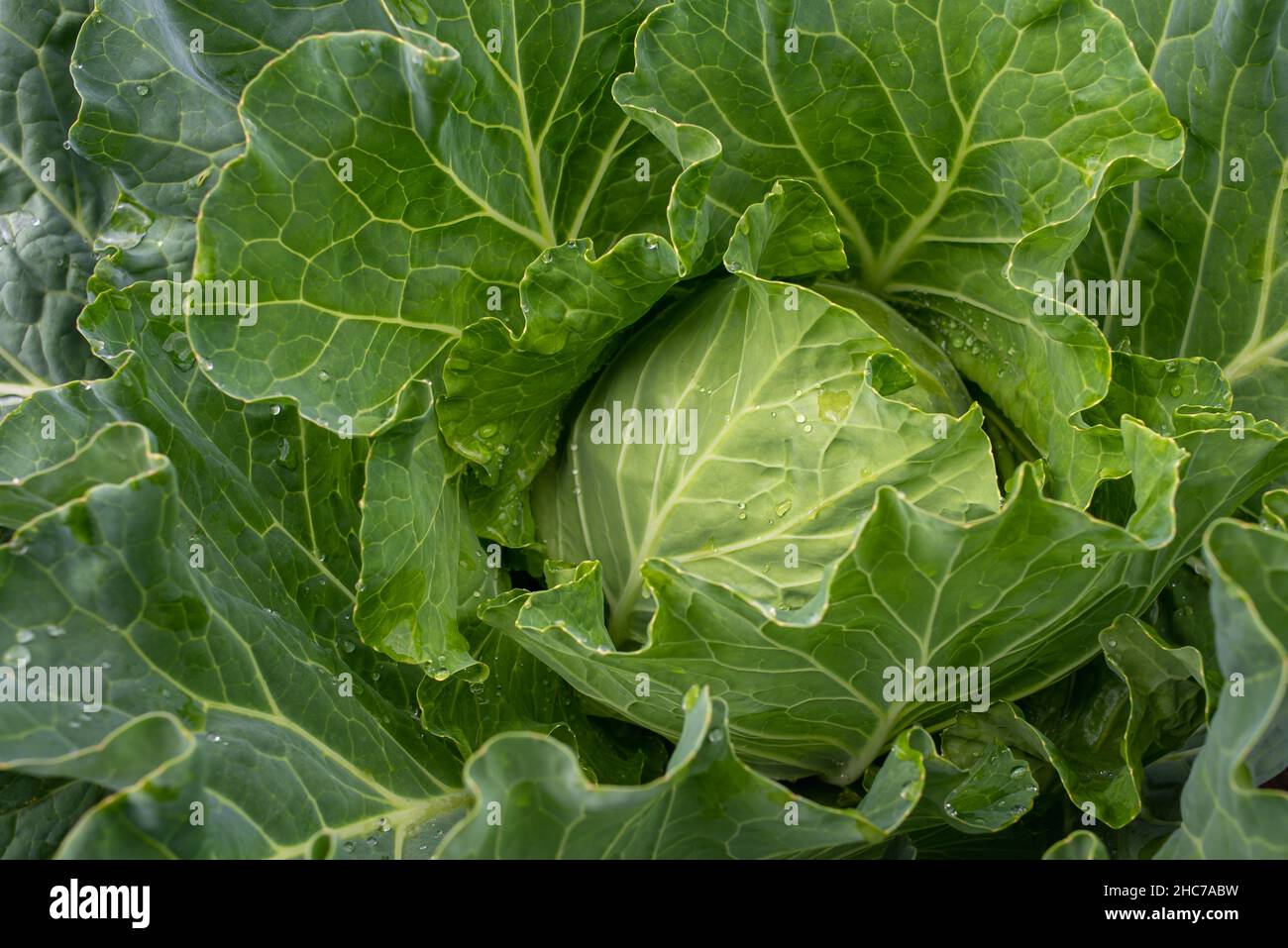 Fresh ground-cabbage close-up. Organic cabbage from the farm. Growing ...