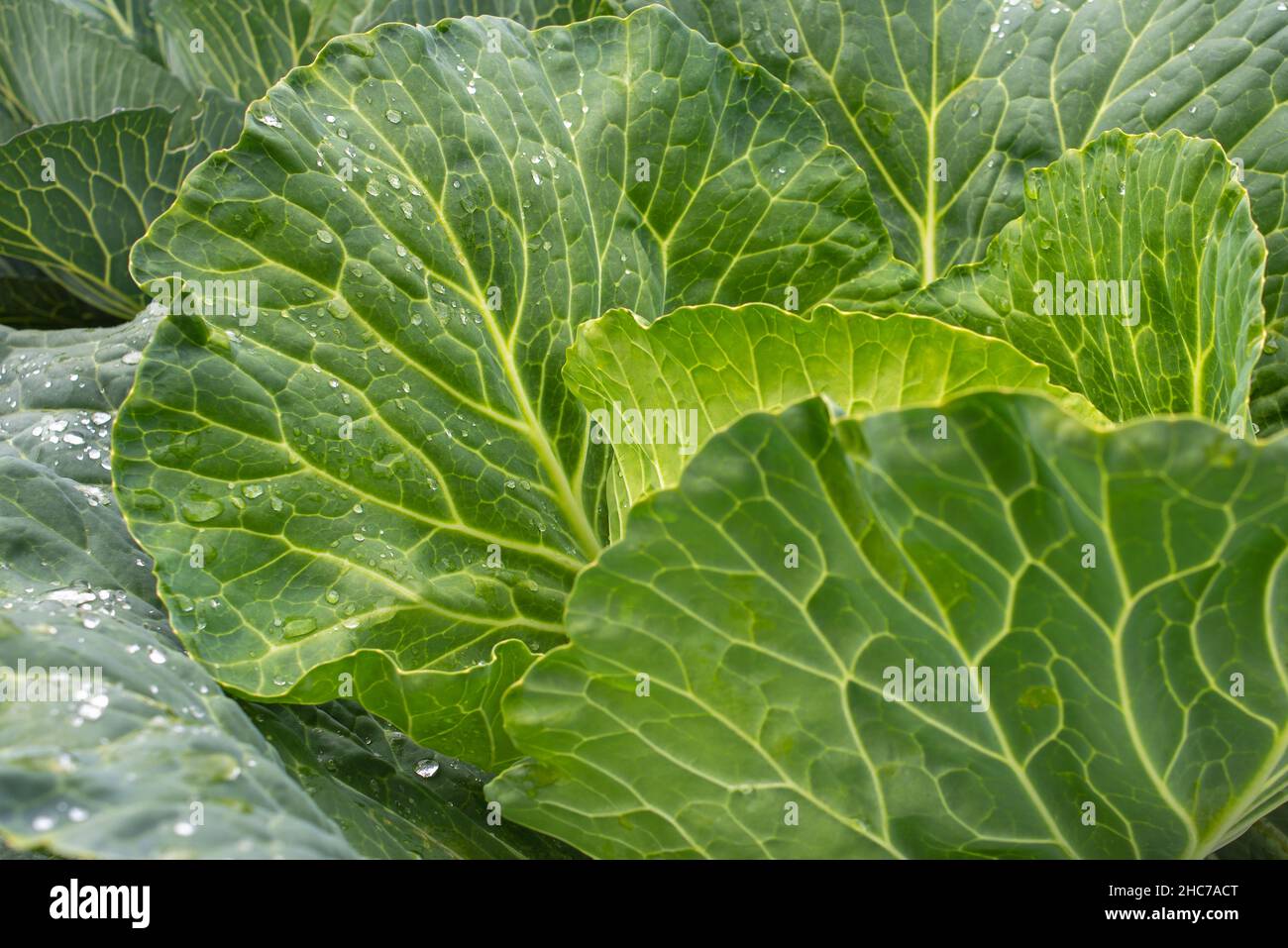 Fresh ground-cabbage close-up. Organic cabbage from the farm. Growing ...