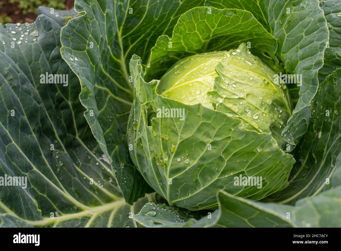 Fresh ground-cabbage close-up. Organic cabbage from the farm. Growing ...