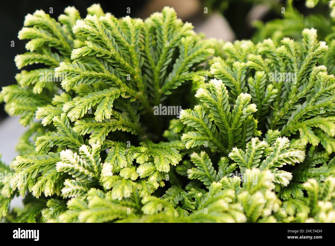 Krauss spike moss hi-res stock photography and images - Alamy