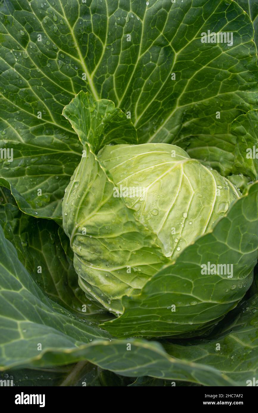 Fresh ground-cabbage close-up. Organic cabbage from the farm. Growing ...