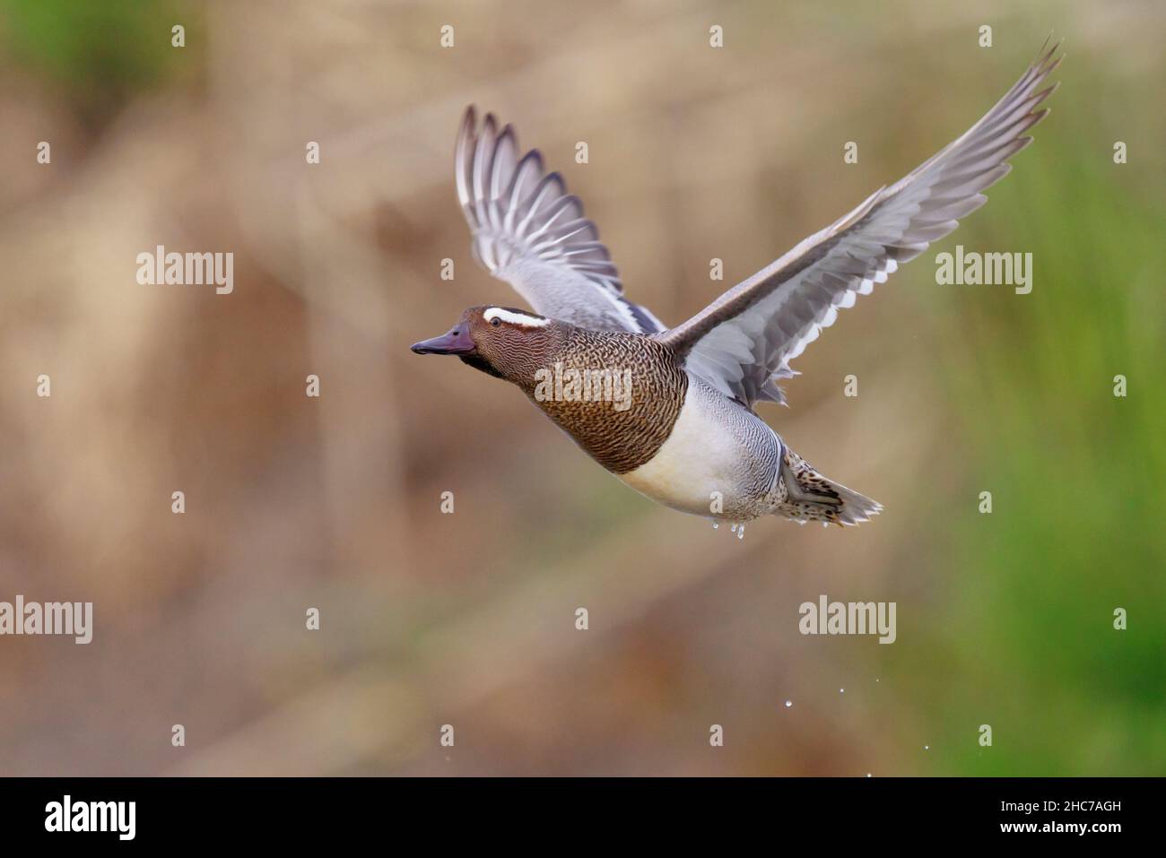 Garganey male duck hi-res stock photography and images - Alamy