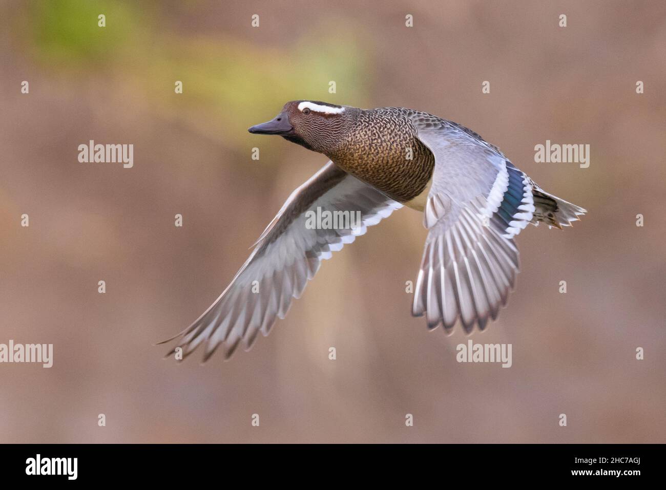 Garganey duck flying hi-res stock photography and images - Alamy