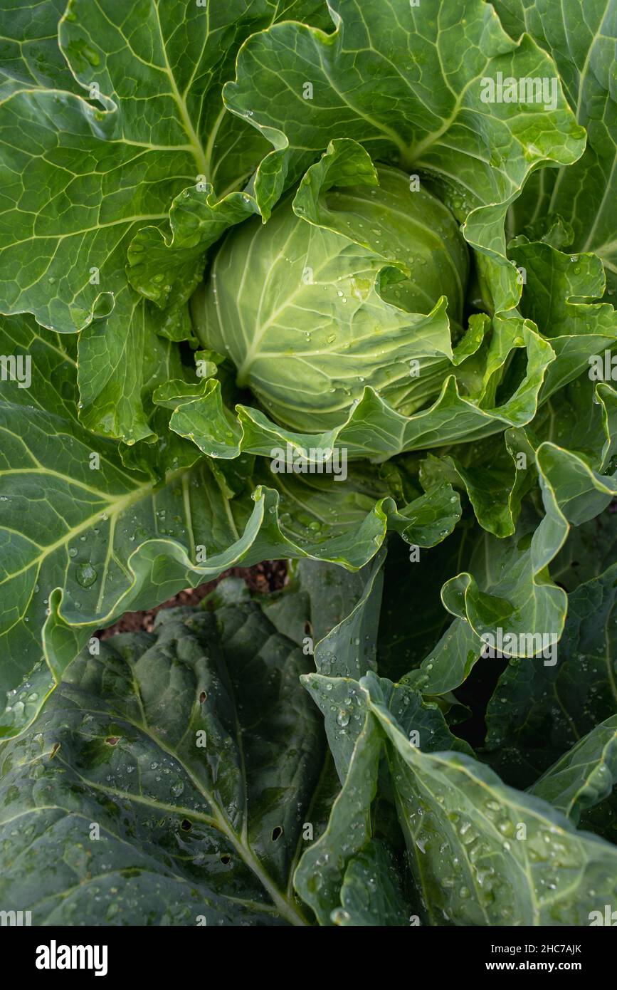 Fresh ground-cabbage close-up. Organic cabbage from the farm. Growing ...