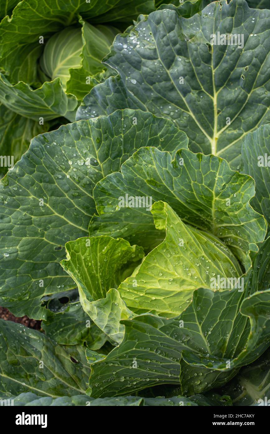 Fresh ground-cabbage close-up. Organic cabbage from the farm. Growing ...