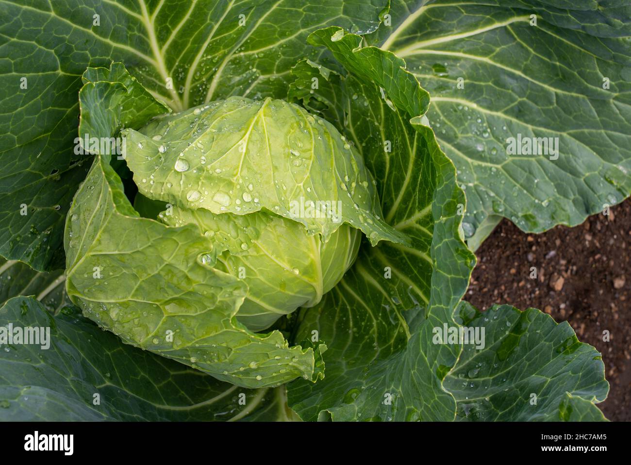 Fresh ground-cabbage close-up. Organic cabbage from the farm. Growing ...