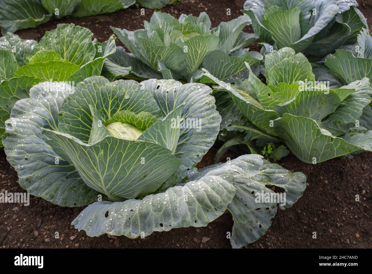 Fresh ground-cabbage close-up. Organic cabbage from the farm. Growing ...