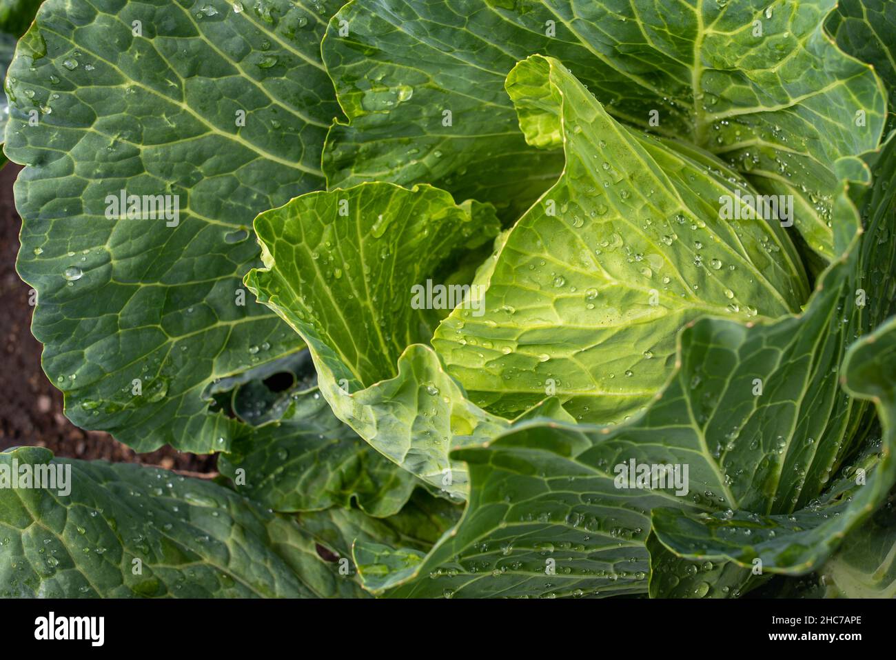 Fresh ground-cabbage close-up. Organic cabbage from the farm. Growing ...