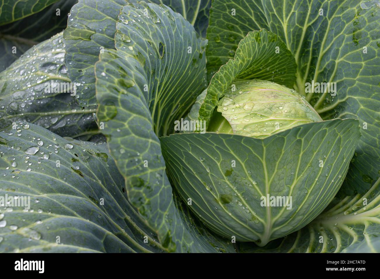 Fresh ground-cabbage close-up. Organic cabbage from the farm. Growing ...