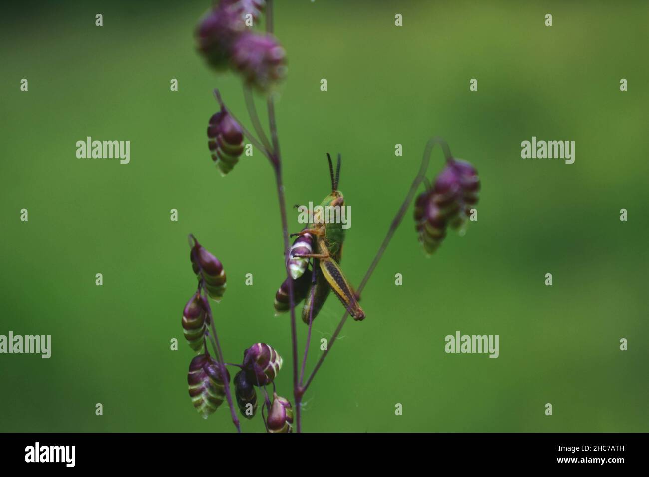 Acridoidea hi-res stock photography and images - Alamy