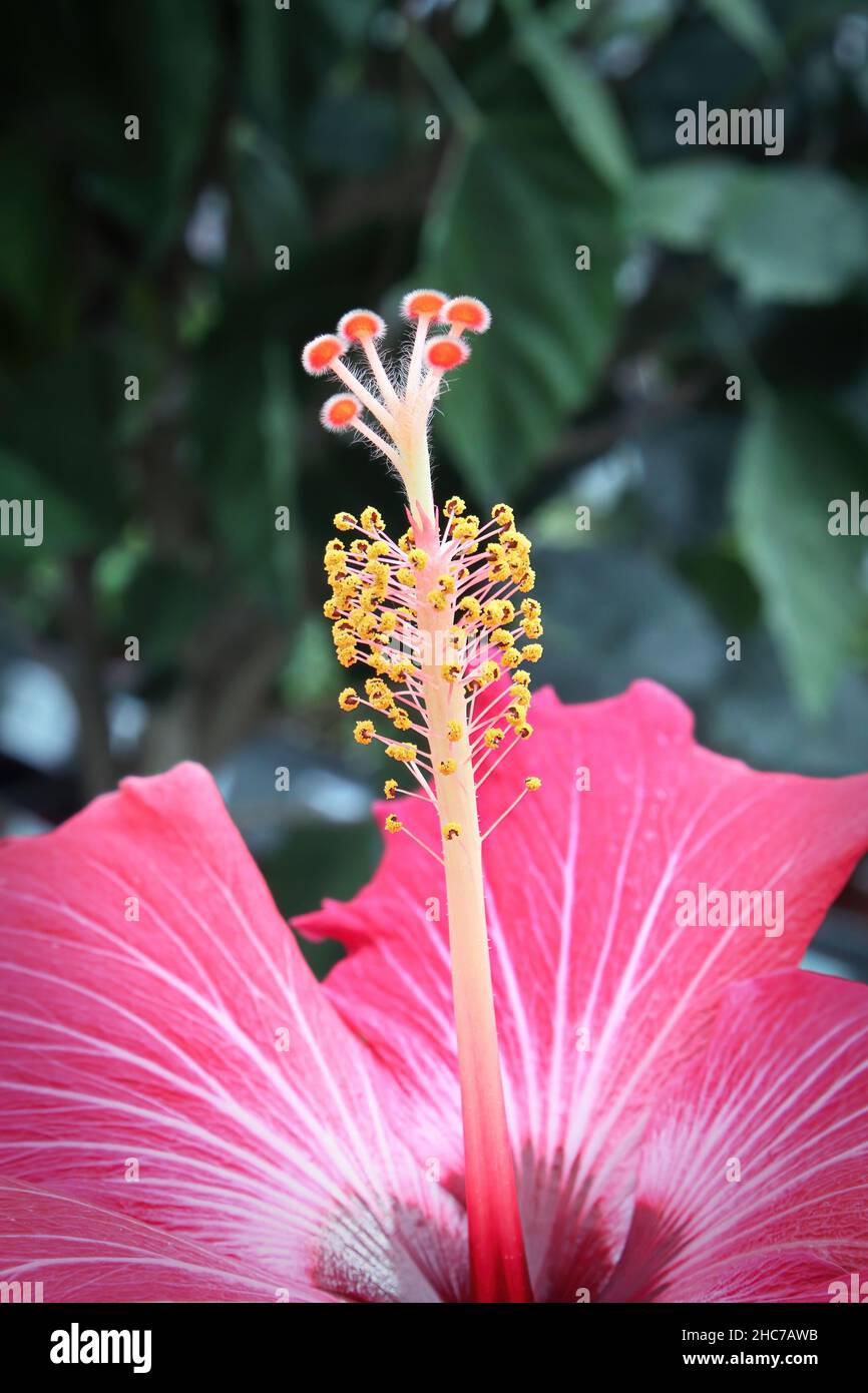 Side view of pink Hibiscus flowers in bloom Stock Photo - Alamy