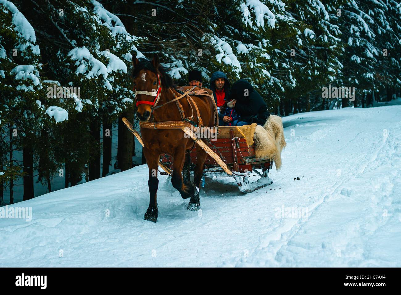 Closeup of a beautiful Traditional decorated horse sled in the snowy ...