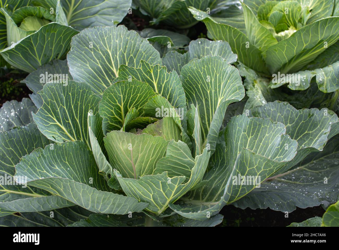 Fresh ground-cabbage close-up. Organic cabbage from the farm. Growing ...