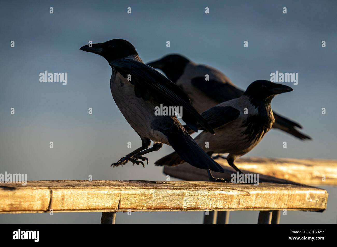 Grey crows hi-res stock photography and images - Alamy