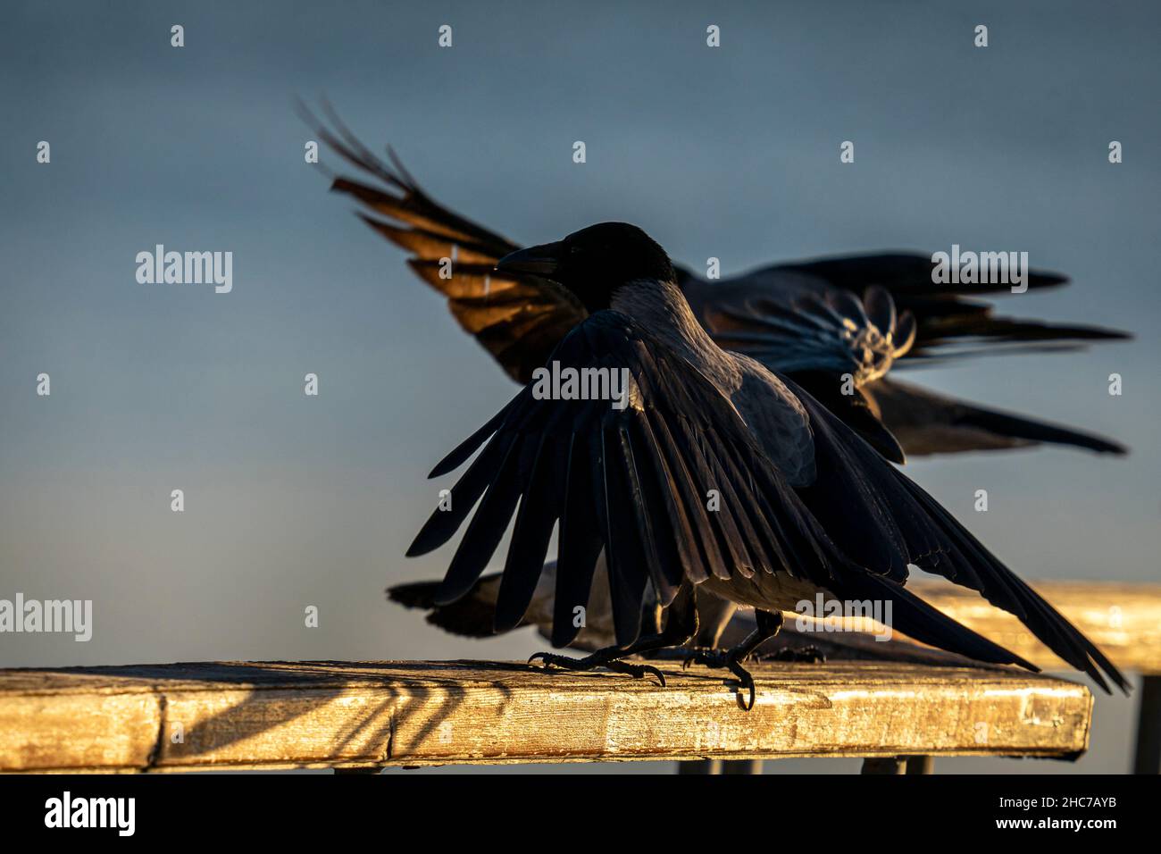 Grey crows hi-res stock photography and images - Alamy