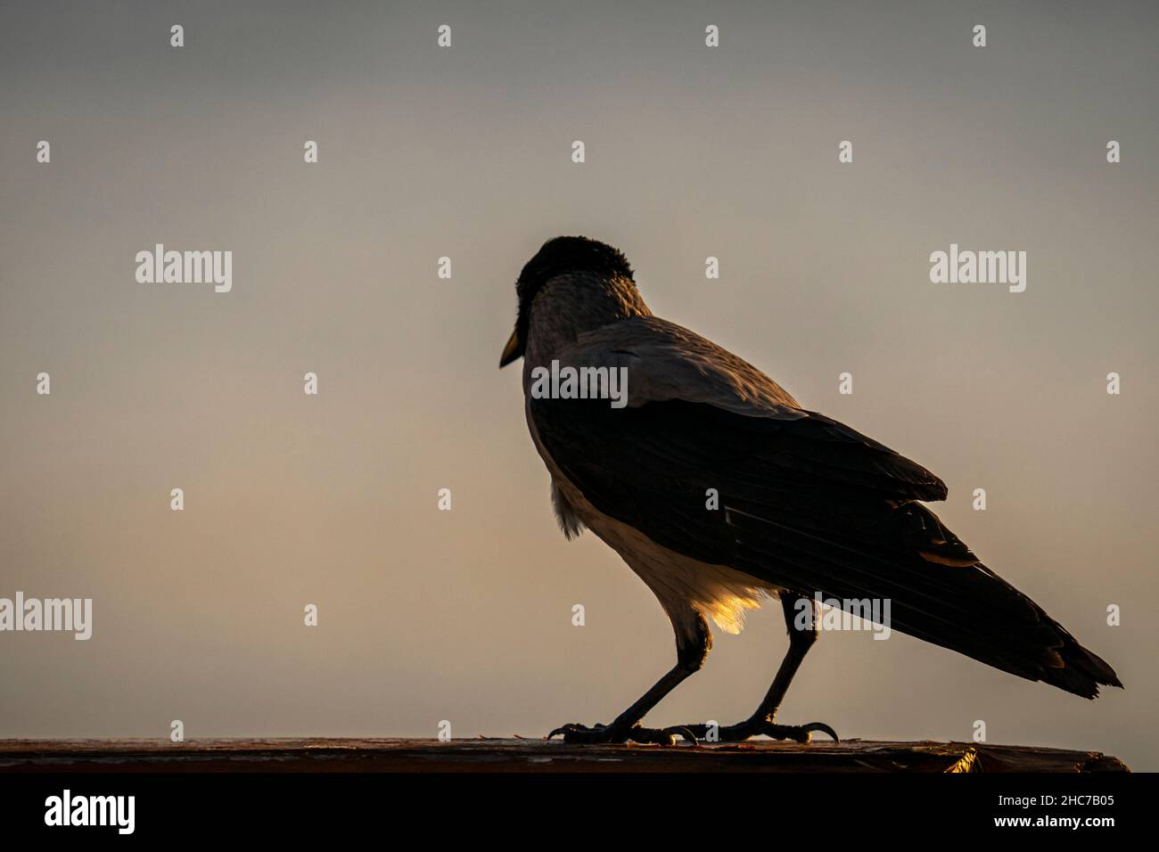 Grey crow hi-res stock photography and images - Alamy