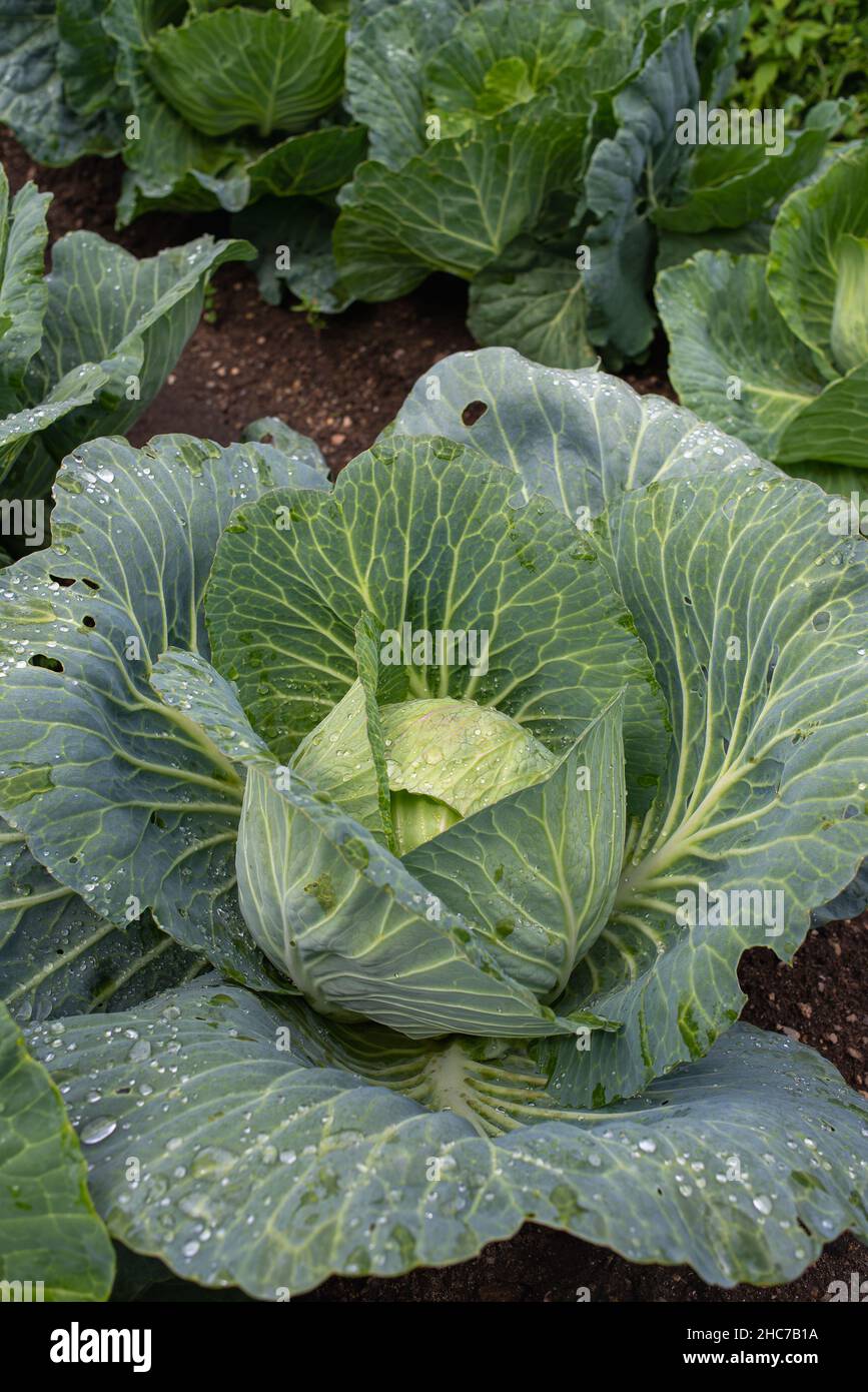 Fresh ground-cabbage close-up. Organic cabbage from the farm. Growing ...