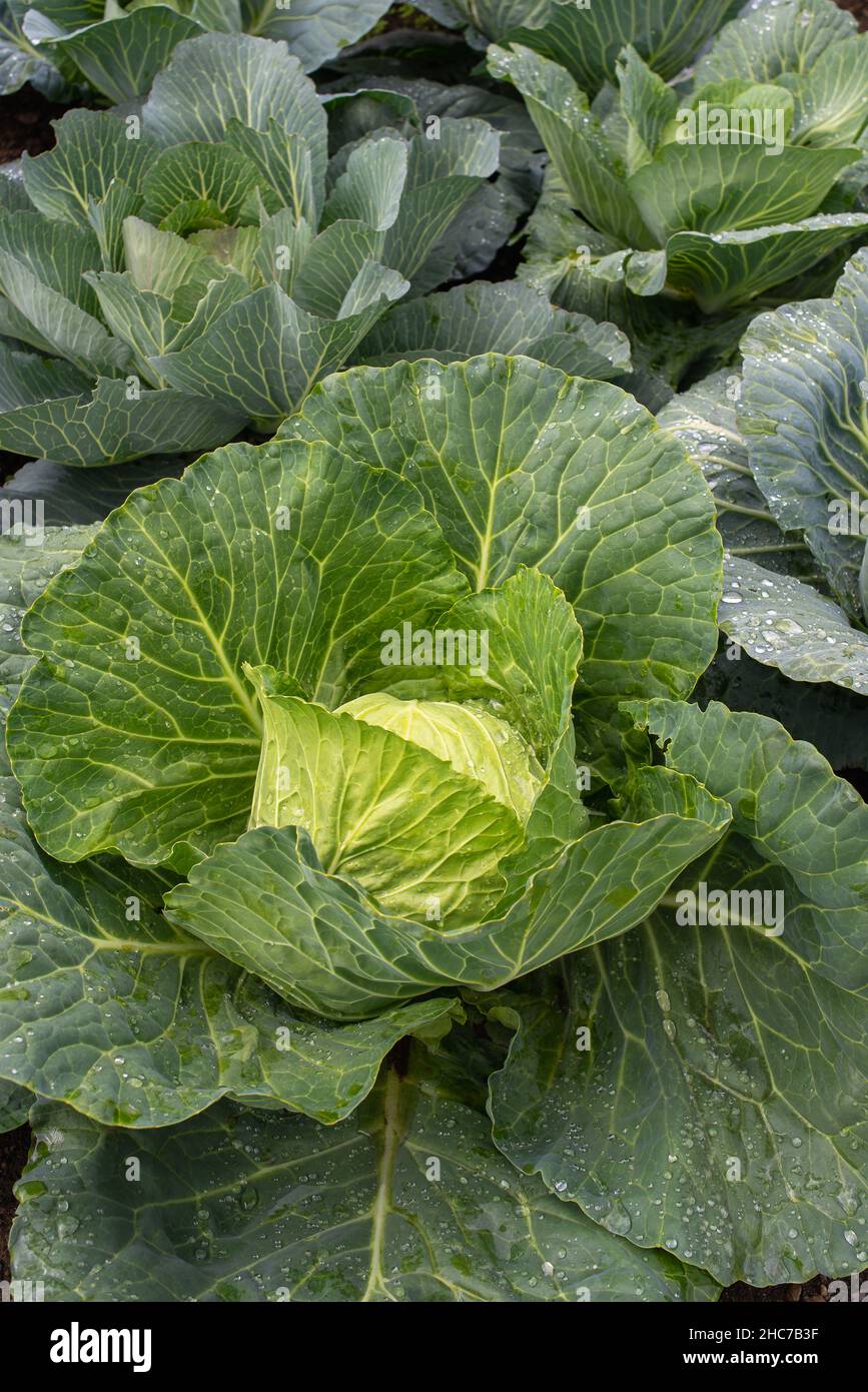 Fresh ground-cabbage close-up. Organic cabbage from the farm. Growing ...